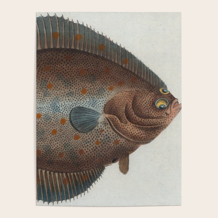 Vintage Illustration of a Flounder Fish (1785) Poster – Society6