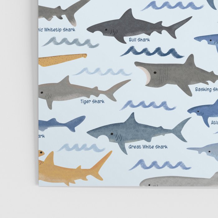 Shark Species Identification Chart Poster – Society6